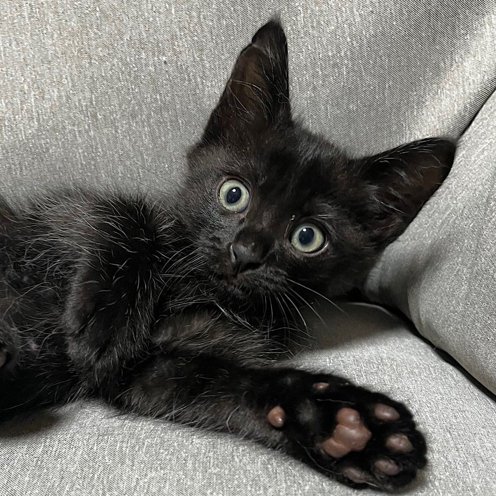 いい味だしてる | 雑種（ミックス猫） | ミャオ！ねこのおうち | OMUSUBI by ペトコト｜保護犬・保護猫マッチングサイト