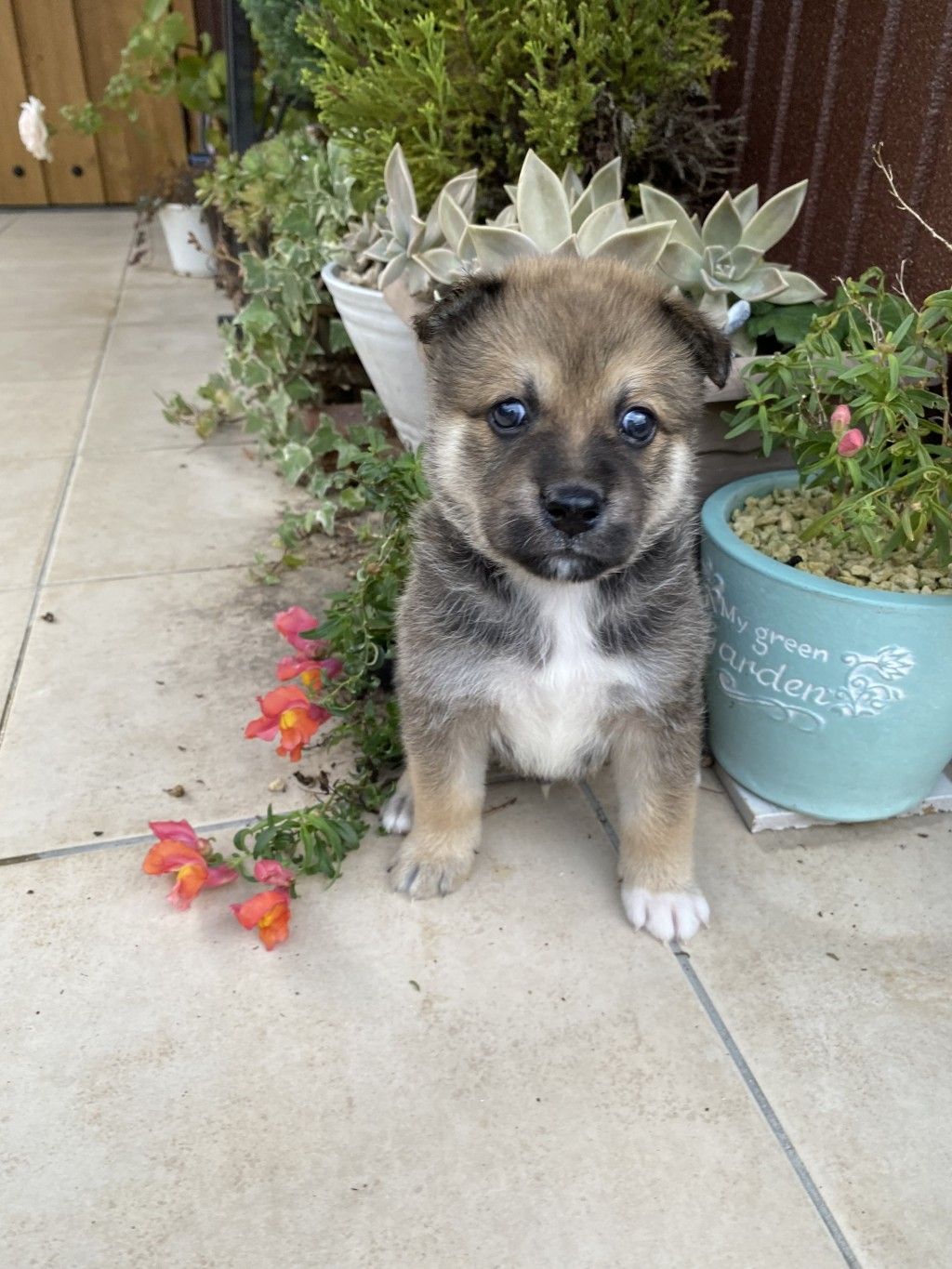 コロコロ可愛い1ヶ月の男の子「げん」 | 雑種（ミックス犬） | ななのいえ | OMUSUBI by ペトコト｜保護犬・保護猫マッチングサイト