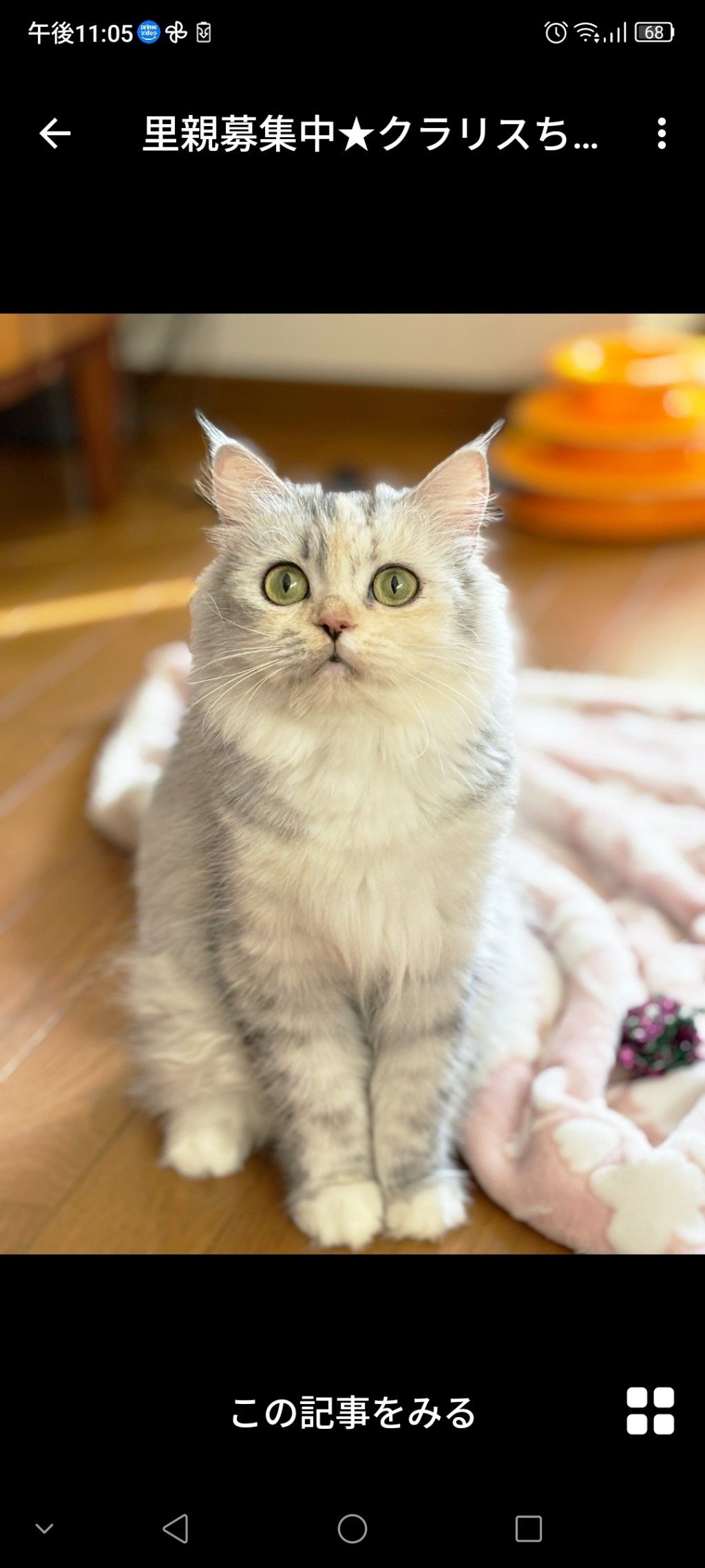 【11/10参加】クラリスちゃん★1歳 | 雑種（ミックス猫） | 猫の未来とびら | OMUSUBI by ペトコト｜保護犬・保護猫マッチングサイト