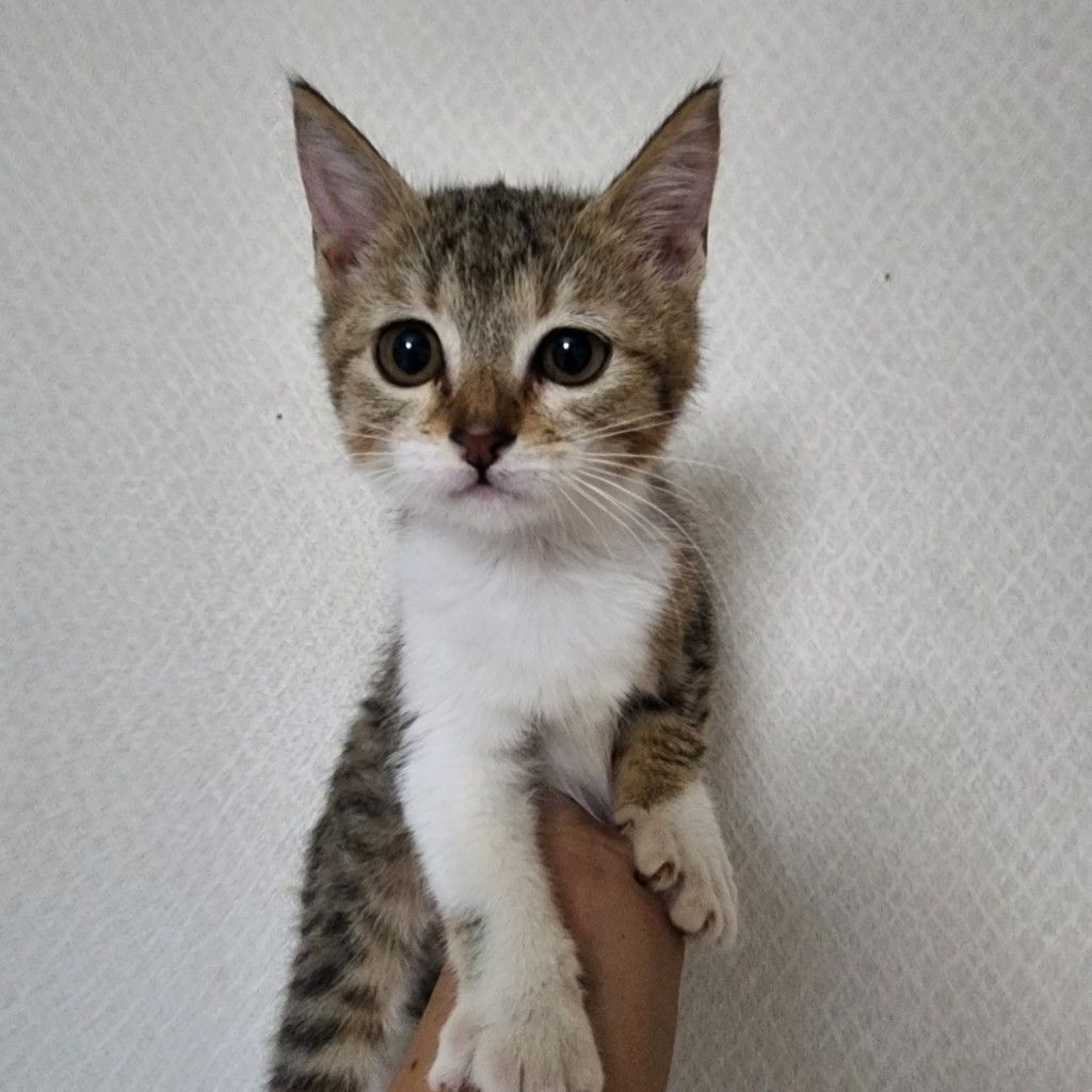 1/19譲渡会参加★麦わら白のいちごちゃん | 雑種（ミックス猫） | 一般社団法人 ラフィンの家 | OMUSUBI by ペトコト｜保護犬・保護猫マッチングサイト