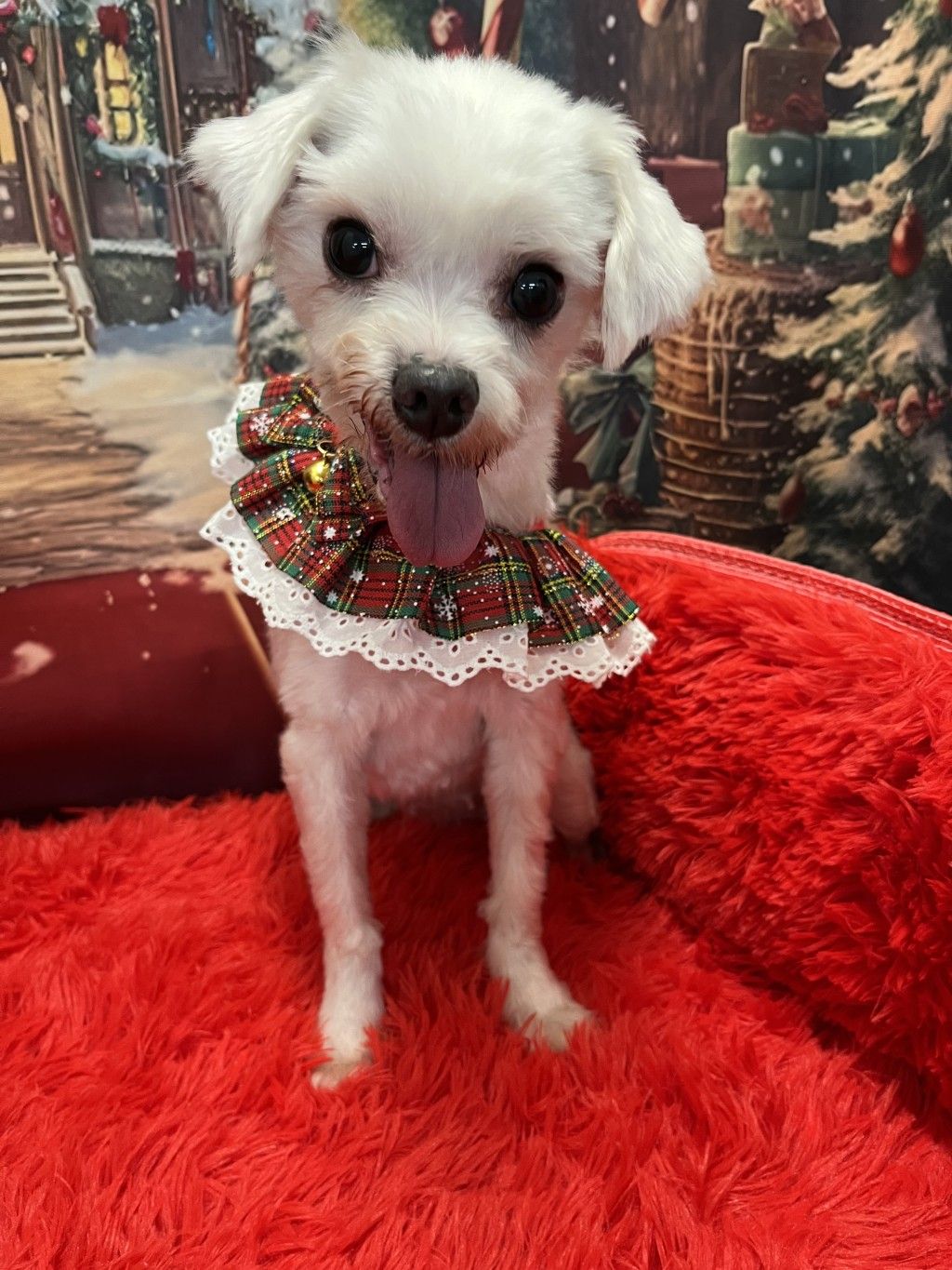 マルチーズの女の子 7-8歳(推定) ティルティルちゃん | マルチーズ | 特定非営利活動法人HappyWan | OMUSUBI by ペトコト｜保護犬・保護猫マッチングサイト