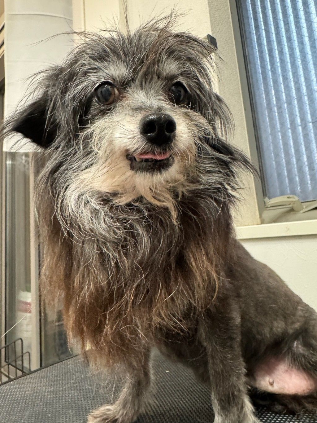 人馴れ特訓中 | 雑種（ミックス犬） | NPO法人small life protection〜保護PETS〜 | OMUSUBI（ペトコトお結び）- 保護犬・保護猫のペット里親募集サイト