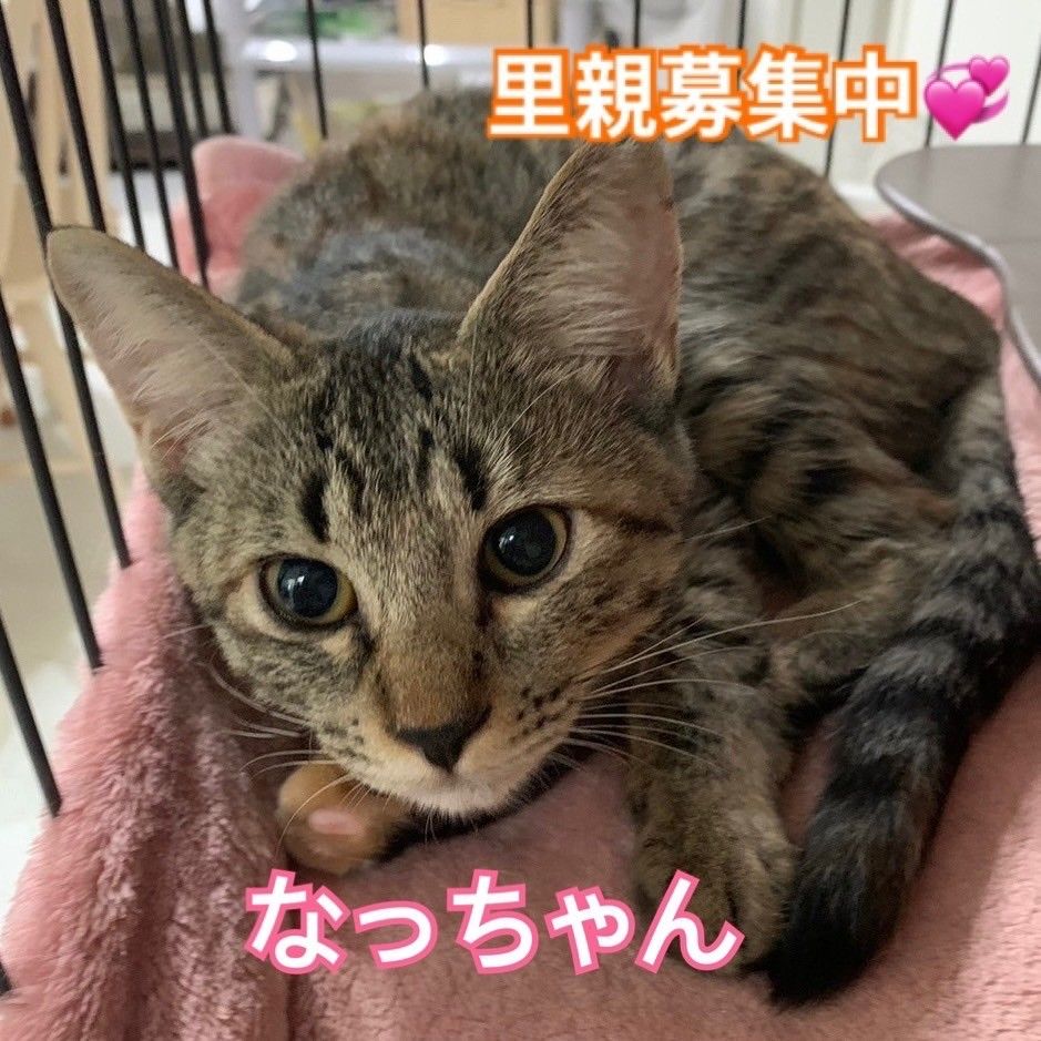好奇心がある | 日本猫 | NPO法人ねこの古都なら（元たかだ地域猫ネットワーク） | OMUSUBI by ペトコト｜保護犬・保護猫マッチングサイト