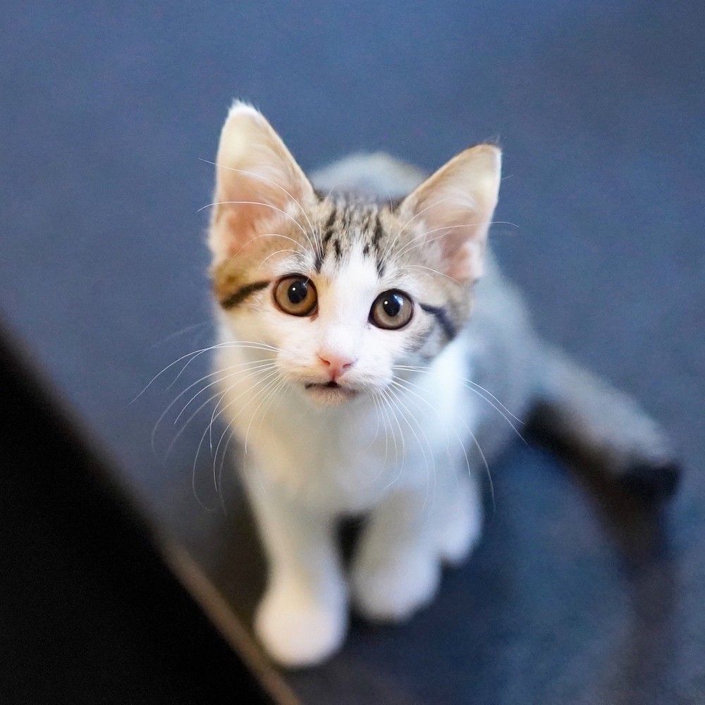 逃げ足の速い正統派美少女 | 雑種（ミックス猫） | ミャオ！ねこのおうち | OMUSUBI by ペトコト｜保護犬・保護猫マッチングサイト