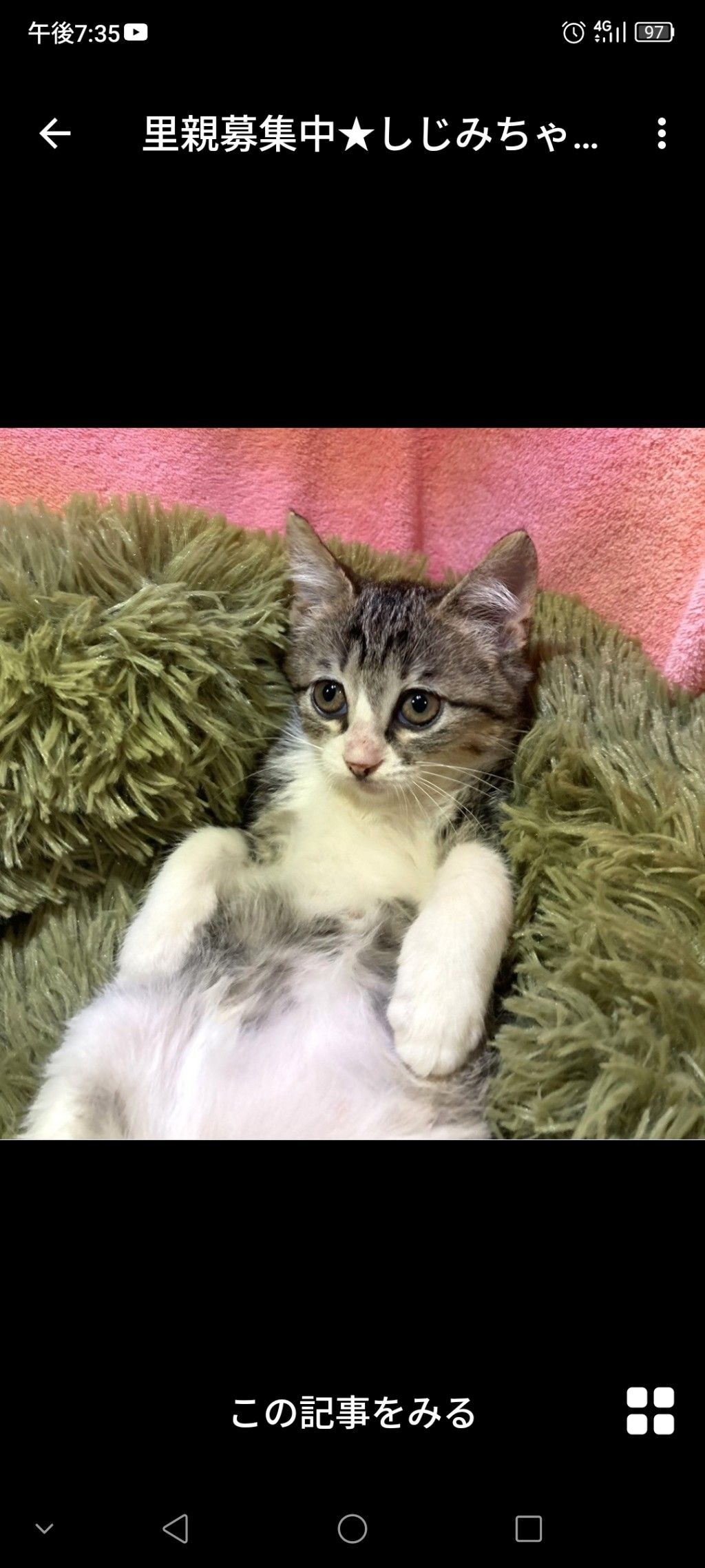 【11/23参加】しじみちゃん★2ヶ月半 | 雑種（ミックス猫） | 猫の未来とびら | OMUSUBI by ペトコト｜保護犬・保護猫マッチングサイト