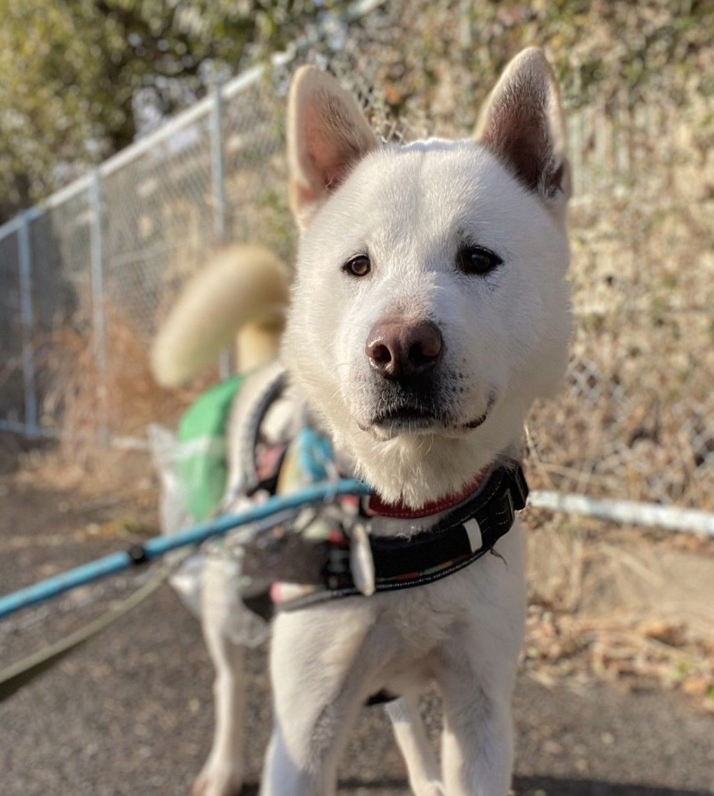 めちゃくちゃ温厚＆活発 紀州犬くん | 紀州犬 | Enn | OMUSUBI（ペトコトお結び）- 保護犬・保護猫のペット里親募集サイト