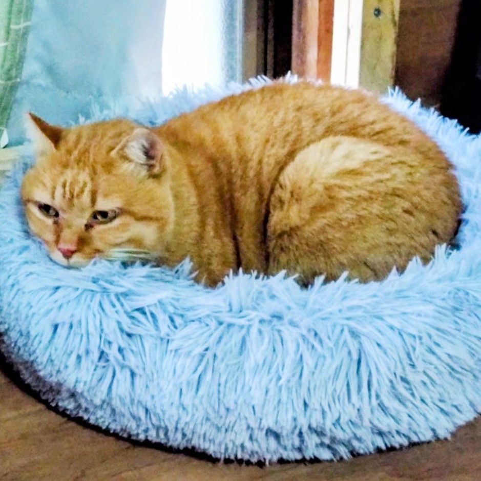 とてもおとなしく、穏やかな優しい子 | 雑種（ミックス猫） | にゃんQ事務局 | OMUSUBI by ペトコト｜保護犬・保護猫マッチングサイト