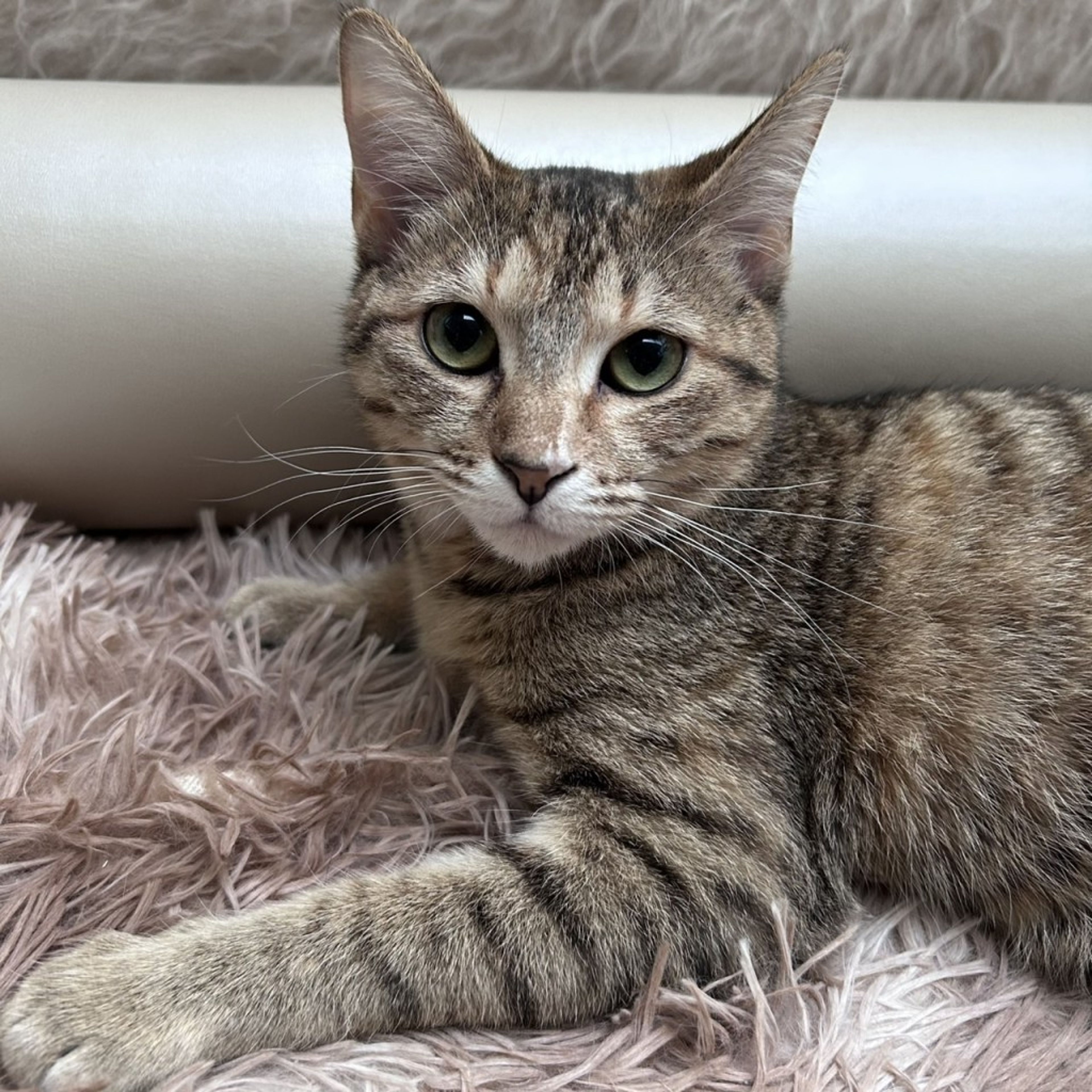 まんまるお顔のまんまるお目目！ | 雑種（ミックス猫） | にゃんQ事務局 | OMUSUBI by ペトコト｜保護犬・保護猫マッチングサイト