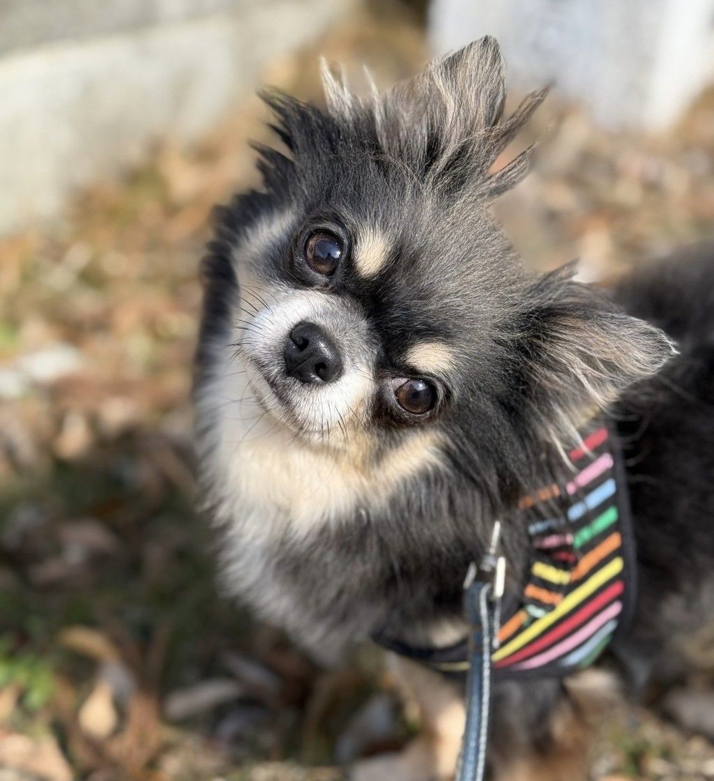 感情豊かな甘えたチワワくん♪ | チワワ | Enn | OMUSUBI by ペトコト｜保護犬・保護猫マッチングサイト