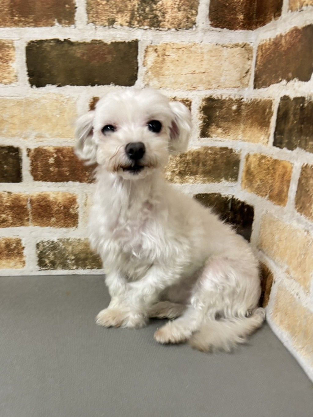 まだ性格未知数♡♡可愛い女子 | マルチーズ | NPO法人 Wonderful Dogs | OMUSUBI by ペトコト｜保護犬・保護猫マッチングサイト