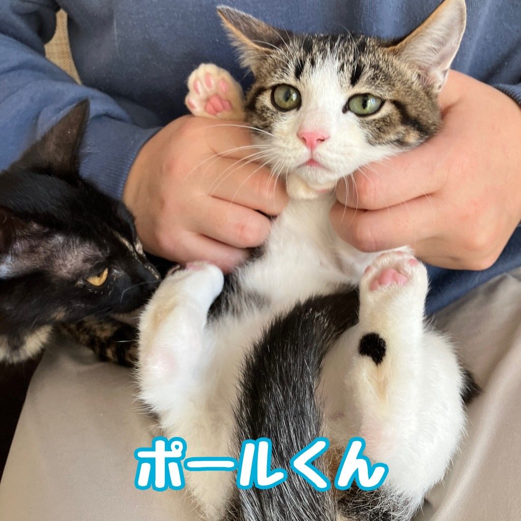 4兄妹・ポールくん（2匹一緒に） | 雑種（ミックス猫） | なら地域ねこの会 | OMUSUBI by ペトコト｜保護犬・保護猫マッチングサイト