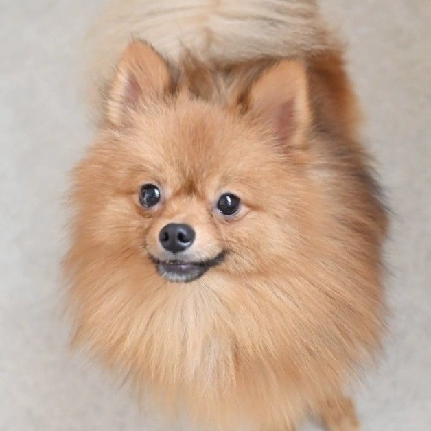 元気いっぱいの甘えっ子！ポメラニアンの男の子 | ポメラニアン | 一般社団法人SORA小さな命を救う会 | OMUSUBI by ペトコト｜保護犬・保護猫マッチングサイト