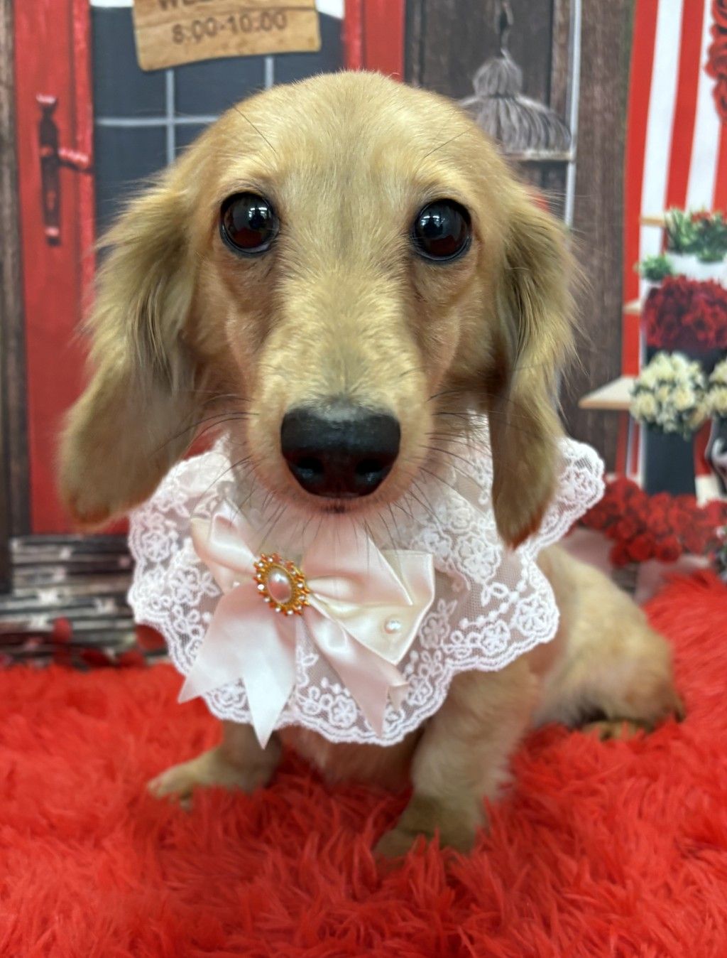 明るくておもちゃ大好き！ サンチュちゃん 推定4歳 | ミニチュア・ダックスフンド | 特定非営利活動法人HappyWan | OMUSUBI by ペトコト｜保護犬・保護猫マッチングサイト