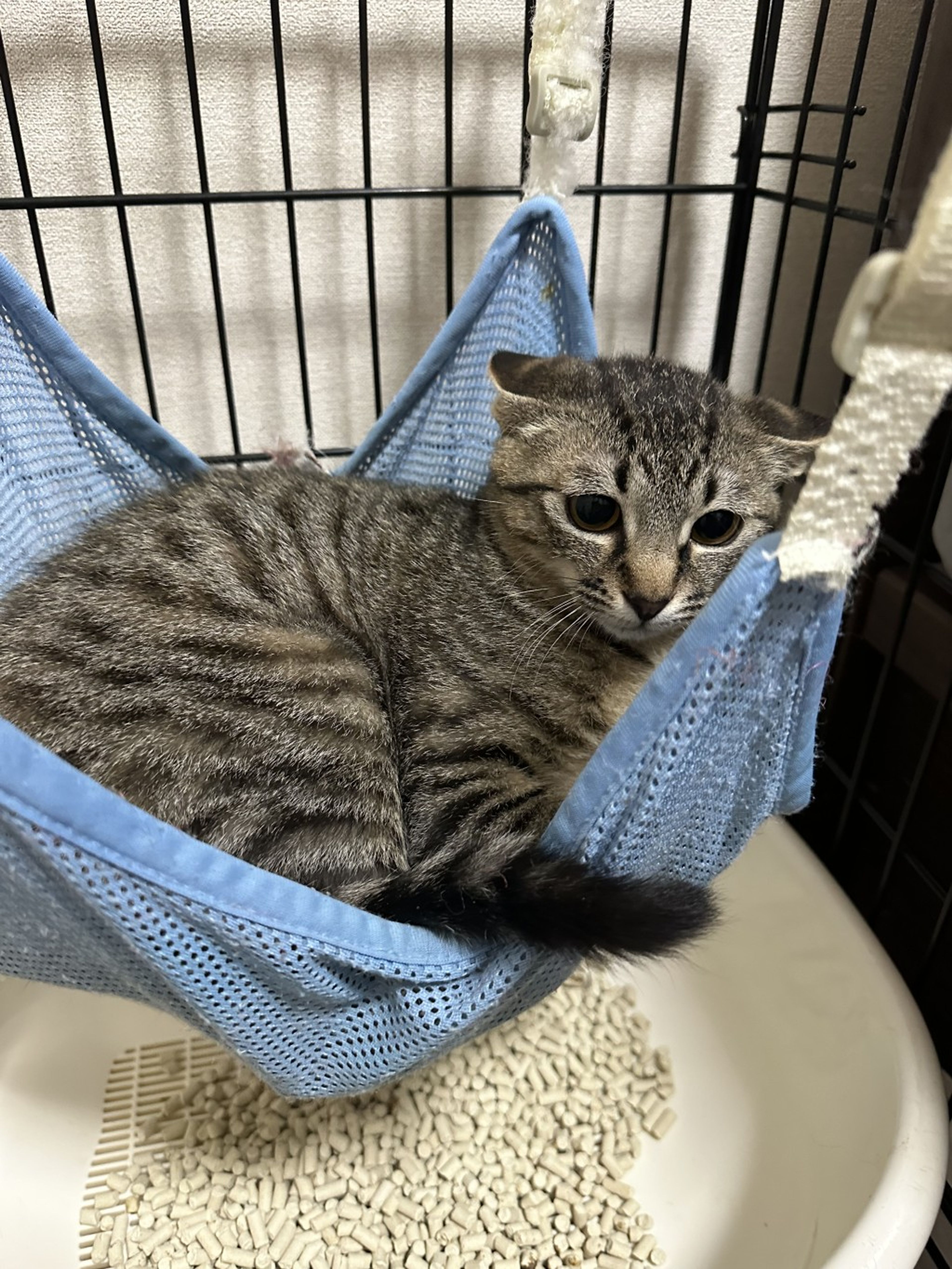 遊び好きでおてんば娘 | 雑種（ミックス猫） | marimo__animalwelfare(箱崎動物病院) | OMUSUBI by ペトコト｜保護犬・保護猫マッチングサイト