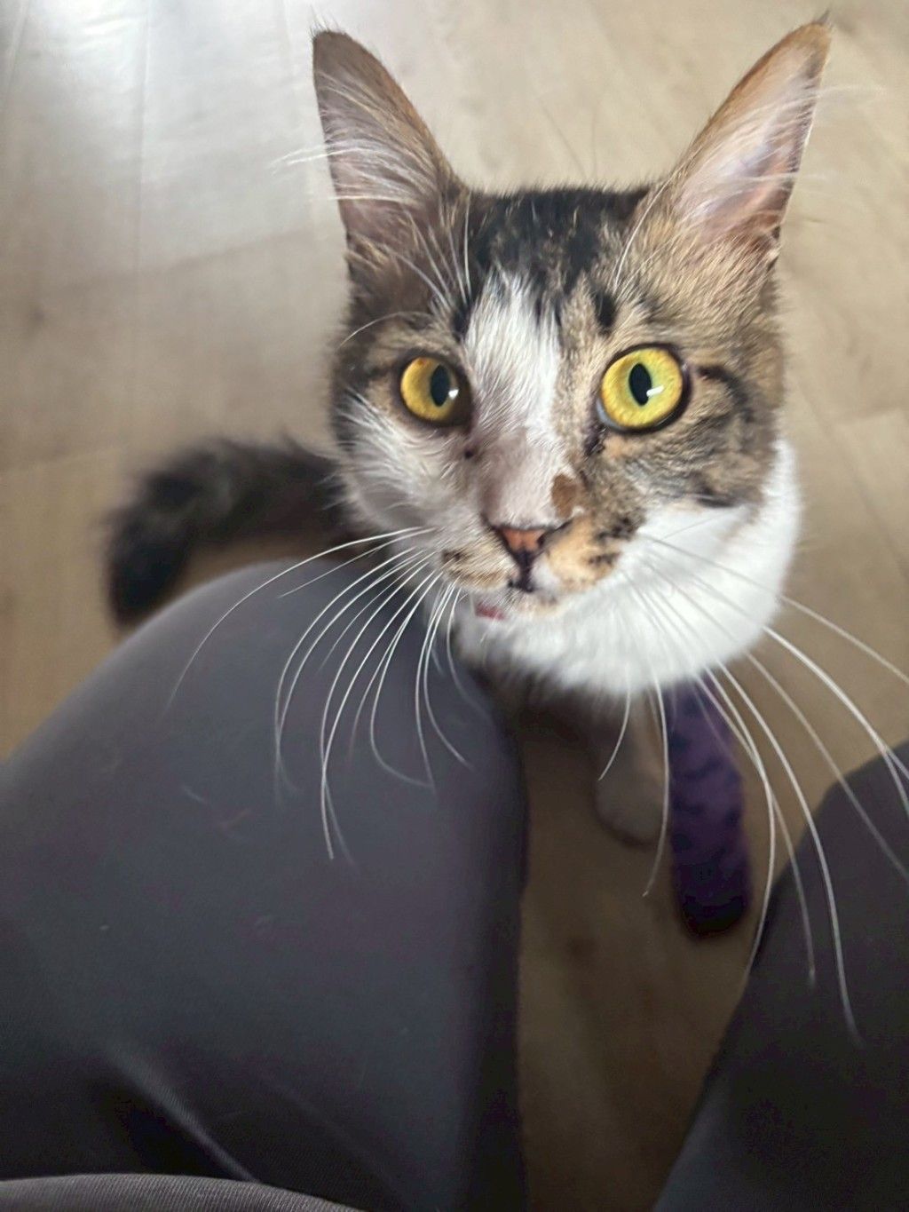 初めての方にも安心♪甘えん坊で穏やかなキジトラ長毛くん | 雑種（ミックス猫） | Enn | OMUSUBI by ペトコト｜保護犬・保護猫マッチングサイト