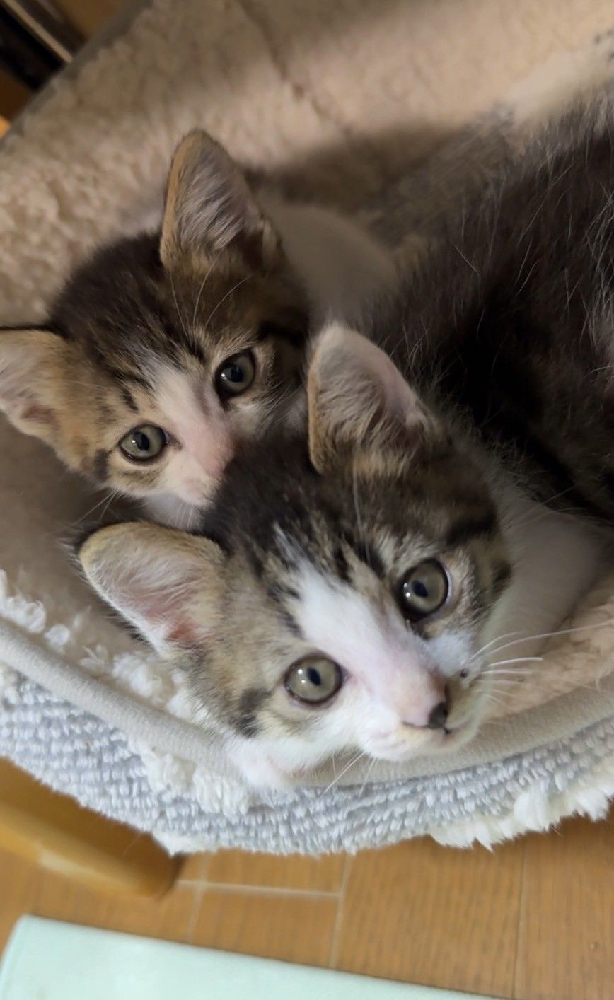 人懐こく、とにかく可愛い！！ | 雑種（ミックス猫） | にゃんQ事務局 | OMUSUBI by ペトコト｜保護犬・保護猫マッチングサイト