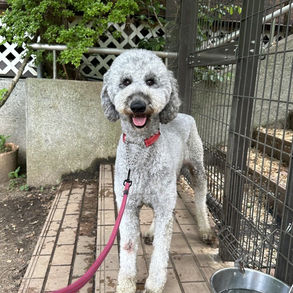 ハツラツ、お転婆なキキちゃんです | スタンダードプードル | おっぽの会 | OMUSUBI by ペトコト｜保護犬・保護猫マッチングサイト