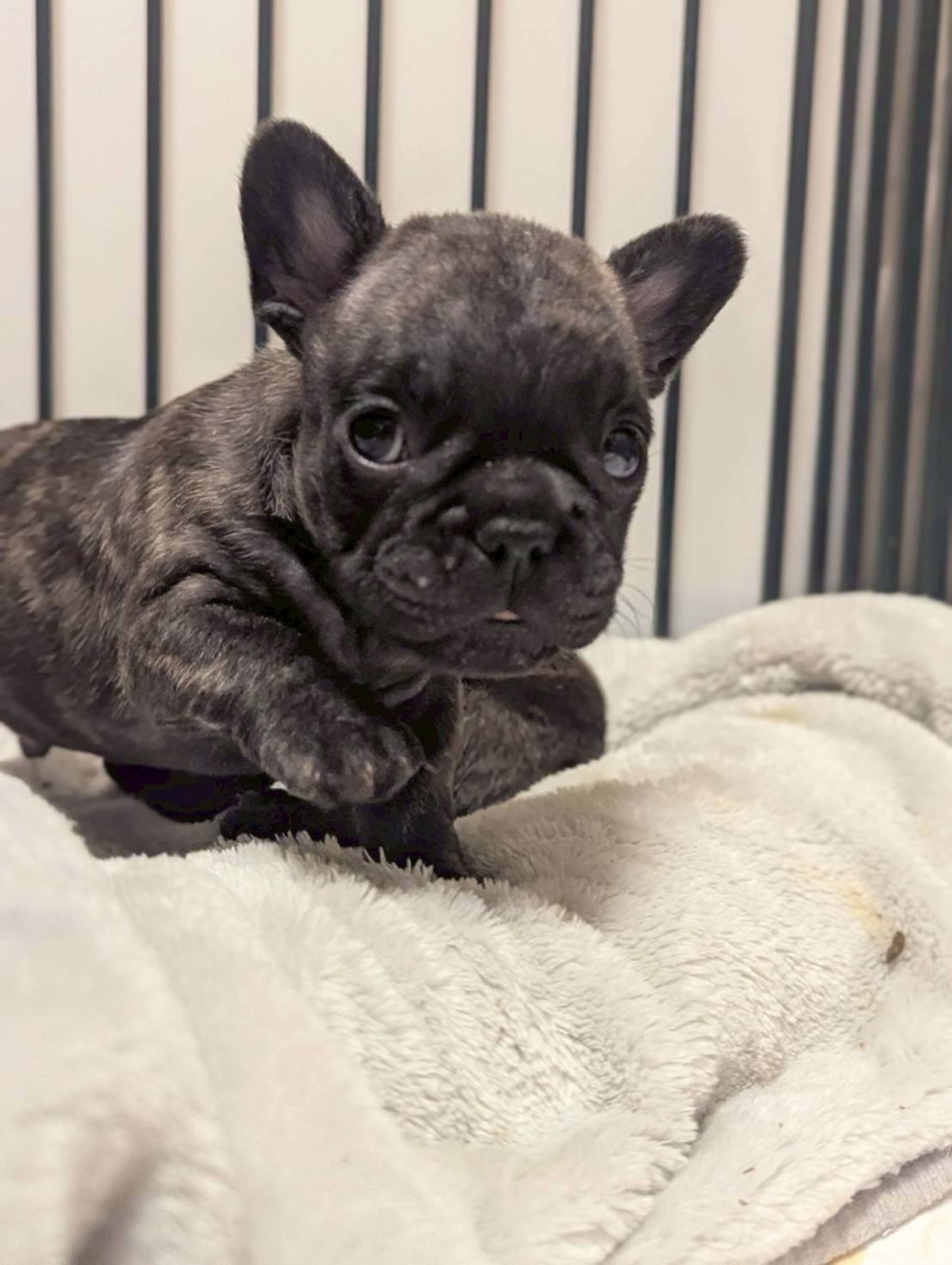 子犬らしく天真爛漫 | フレンチ・ブルドッグ | COCO NEEL animal rights group | OMUSUBI by ペトコト｜保護犬・保護猫マッチングサイト