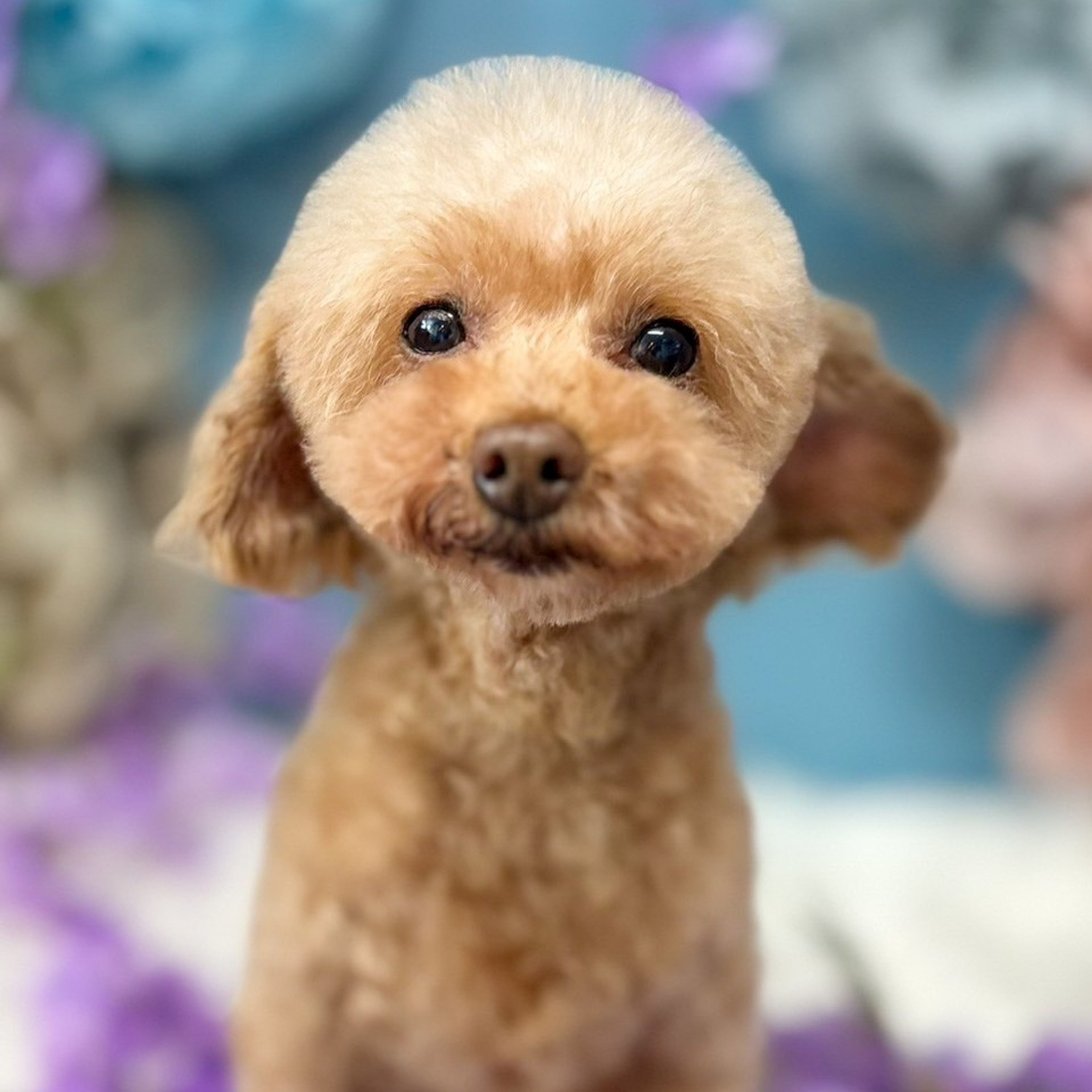 ふわふわ甘えん坊ガール♡トイプーのオーロラ | トイプードル | NPO法人はぴねすDOG | OMUSUBI by ペトコト｜保護犬・保護猫マッチングサイト