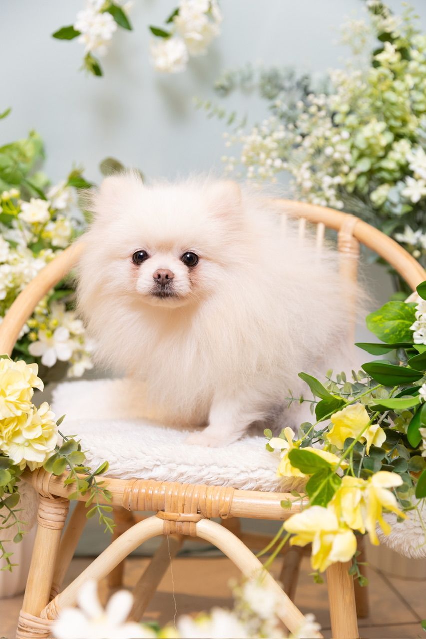 ＜東川口・浦和美園＞10/11譲渡会参加します！ | ポメラニアン | NPO法人 Wonderful Dogs | OMUSUBI（ペトコト ...
