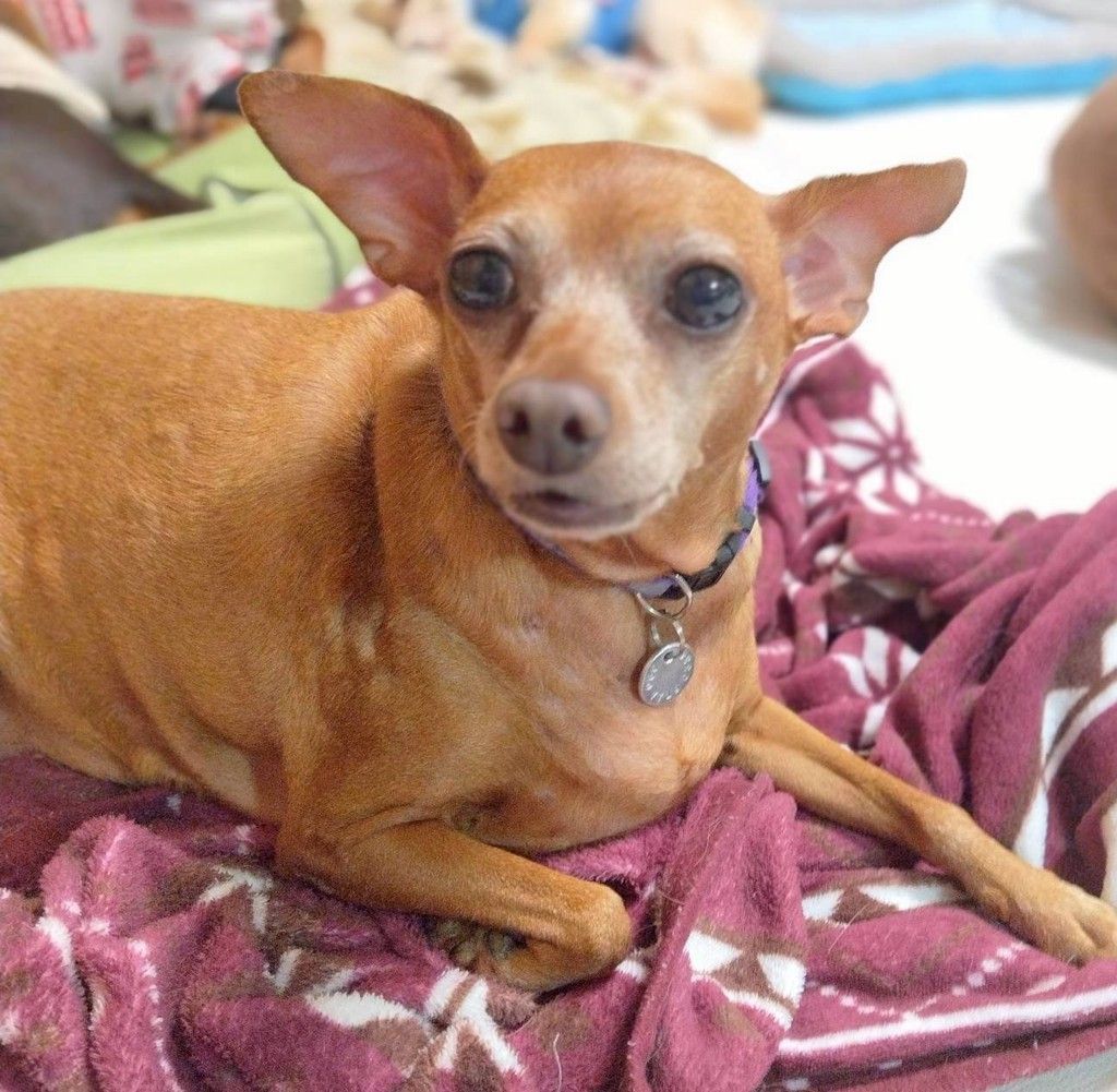 マイペースな女の子 | ミニチュア・ピンシャー | COCO NEEL animal rights group | OMUSUBI（ペトコトお結び）- 保護犬・保護猫のペット里親募集サイト