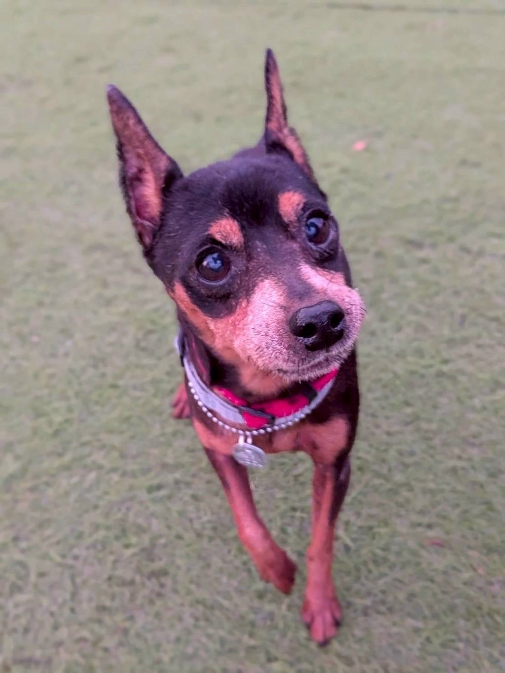 穏やかで甘えん坊さん | ミニチュア・ピンシャー | COCO NEEL animal rights group | OMUSUBI（ペトコトお結び）- 保護犬・保護猫のペット里親募集サイト