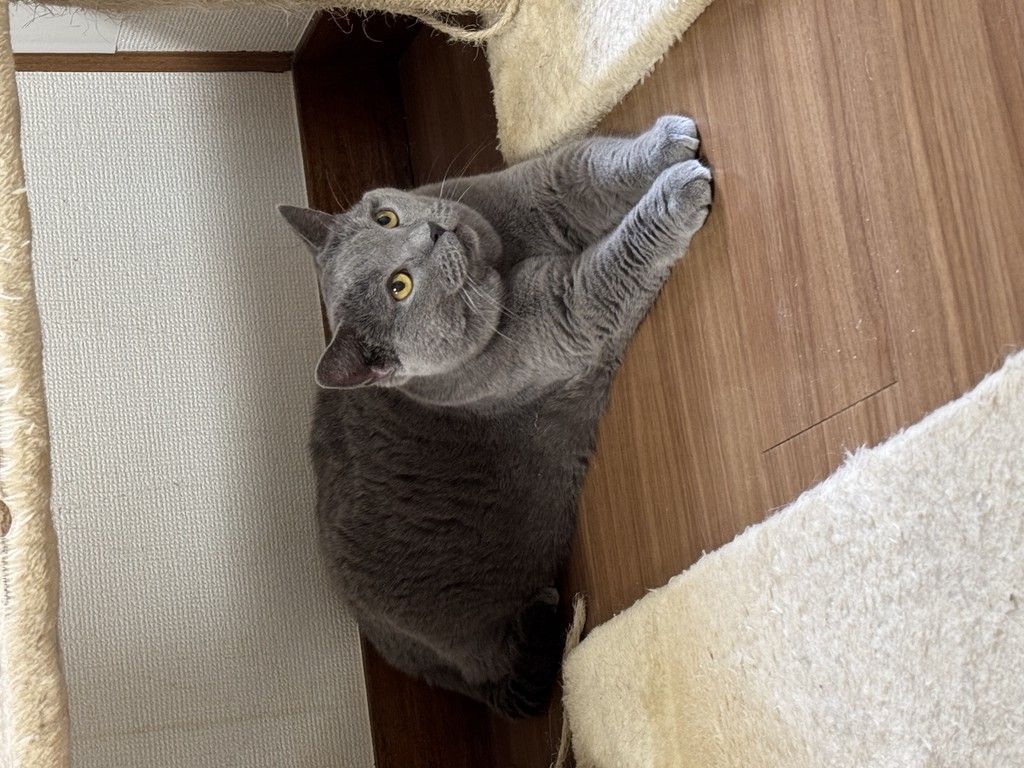 穏やかで優しい子 ワンちゃんも猫ちゃんも大丈夫 | シャルトリュー | 野良猫0zero0プロジェクト | OMUSUBI（ペトコトお結び）- 保護犬・保護猫のペット里親募集サイト