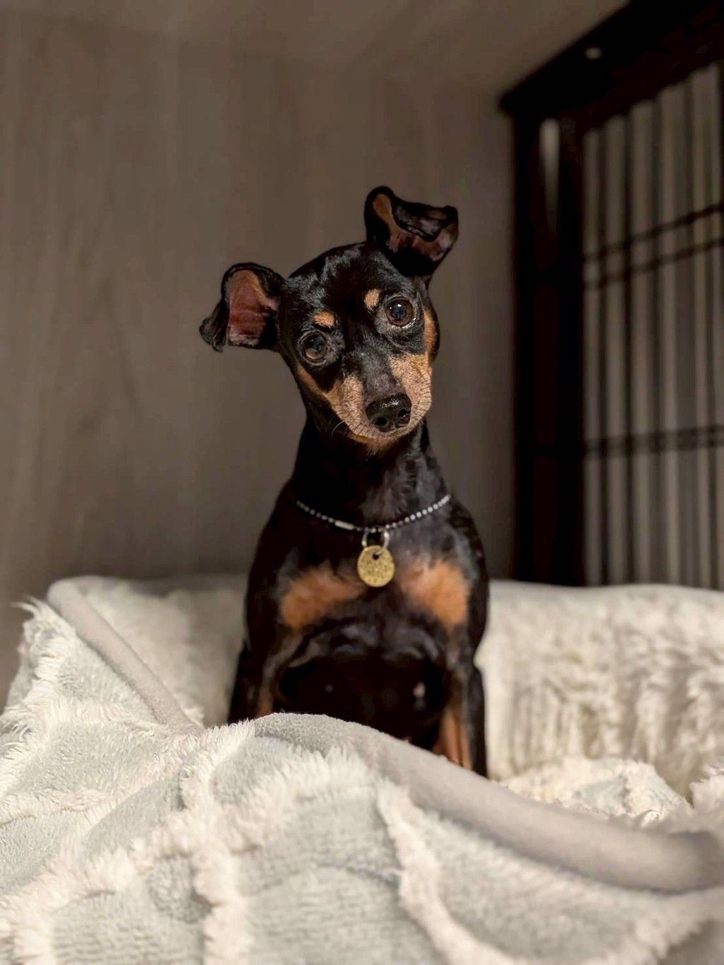 慣れると甘えん坊！ | ミニチュア・ピンシャー | COCO NEEL animal rights group | OMUSUBI by ペトコト｜保護犬・保護猫マッチングサイト