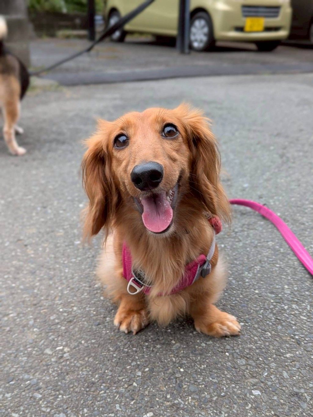 とっても甘えん坊！！ | ダックスフンド | COCO NEEL animal rights group | OMUSUBI（ペトコトお結び）- 保護犬・保護猫のペット里親募集サイト