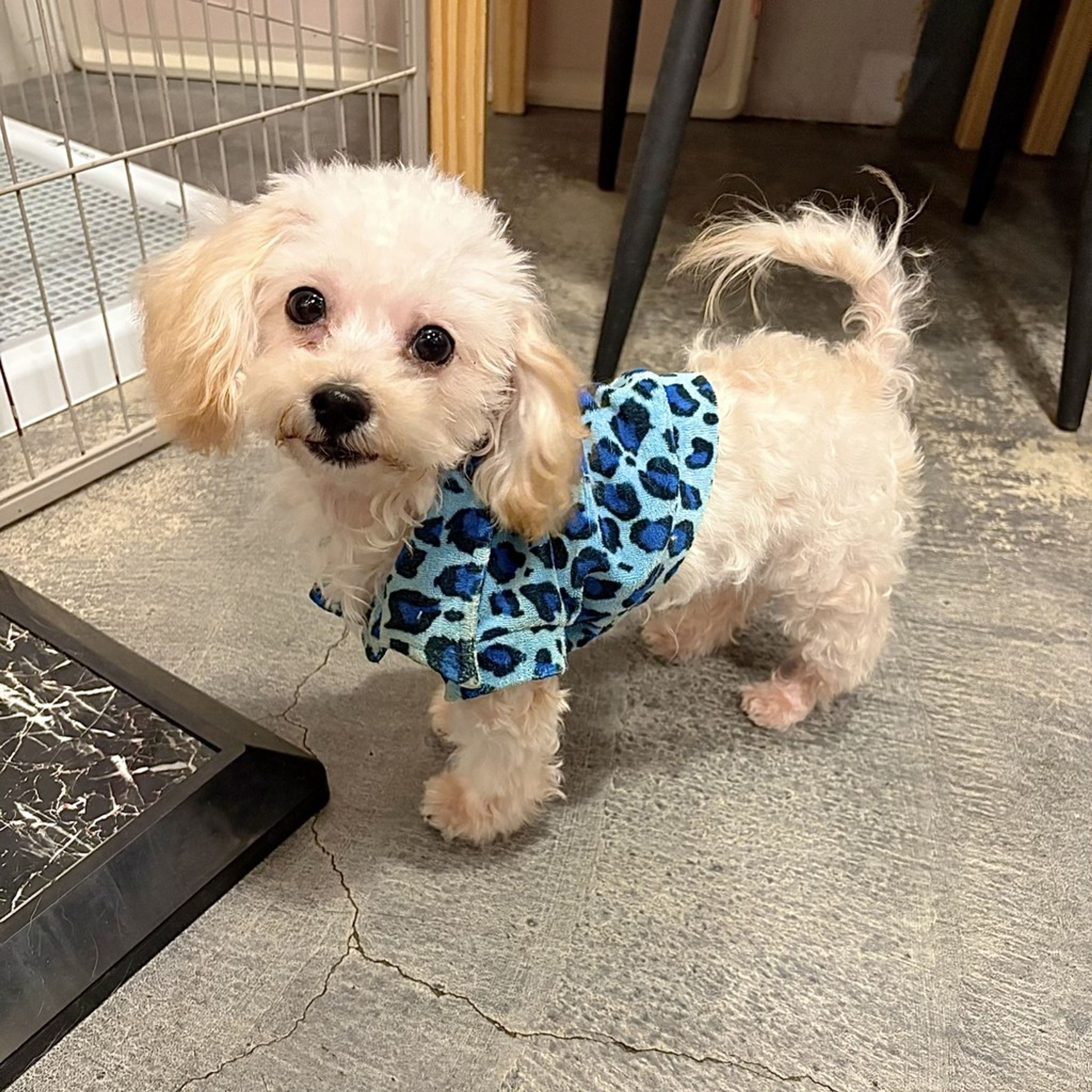 元気いっぱい！人懐っこい性格のマルプーくん^ ^ | 雑種（ミックス犬） | 【保護犬団体】肉球レンジャー | OMUSUBI（ペトコトお結び ...