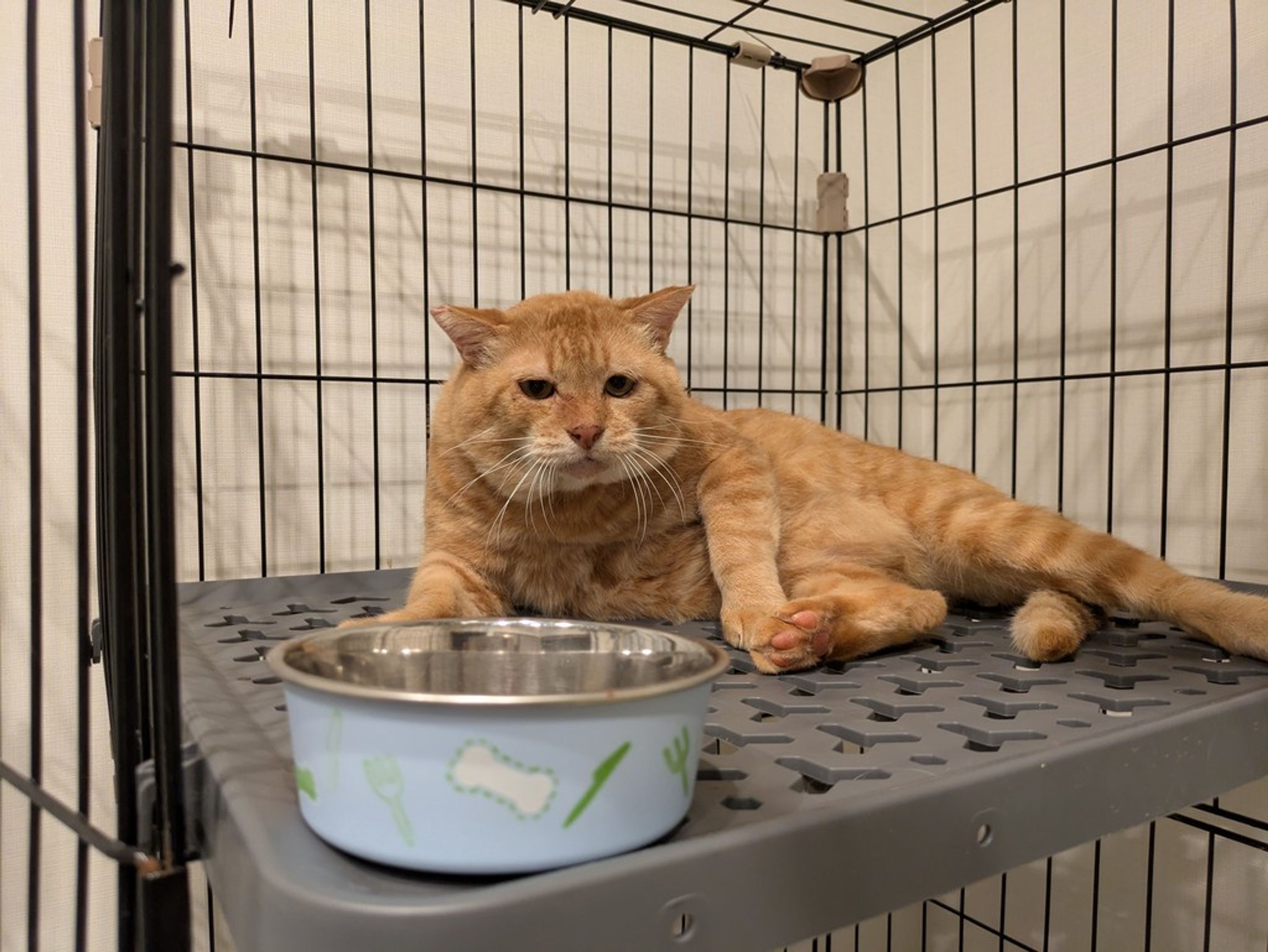 ふてぶてしさが可愛い！[ちゃいろちゃん] | 雑種（ミックス猫） | ボランティアねこ活 | OMUSUBI（ペトコトお結び）- 保護犬・保護 ...