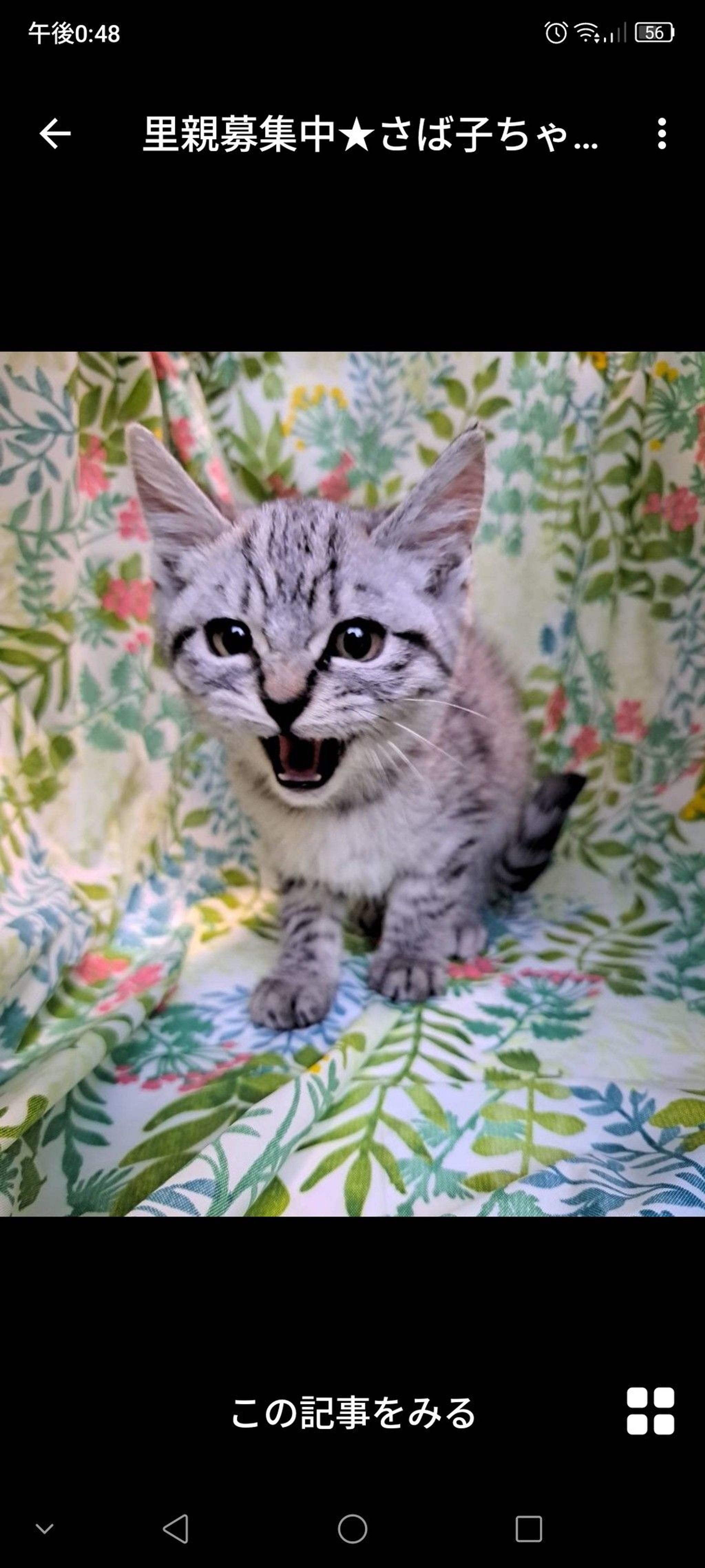 【11/30参加】さば子ちゃん★2ヶ月半 | 雑種（ミックス猫） | 猫の未来とびら | OMUSUBI（ペトコトお結び）- 保護犬・保護猫のペット里親募集サイト