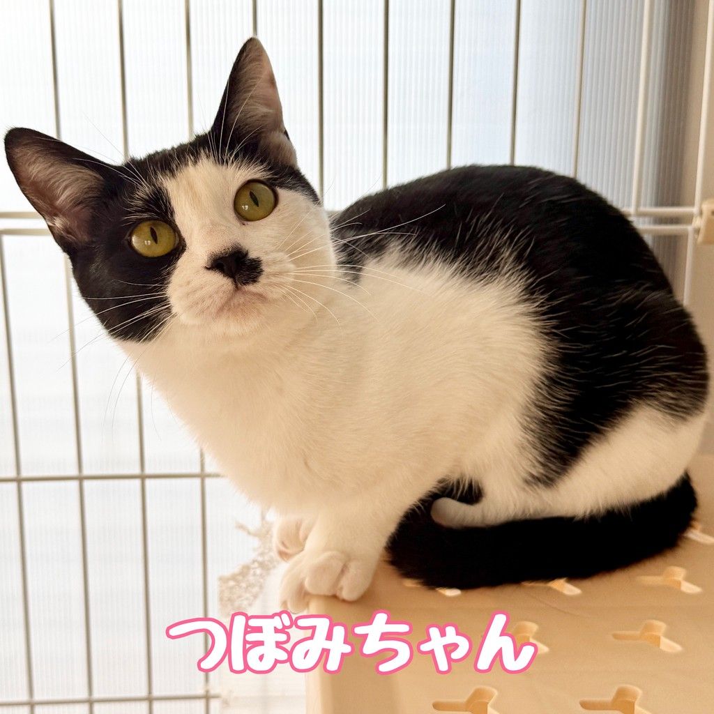 【1/18譲渡会】人慣れトレーニング中 | 雑種（ミックス猫） | なら地域ねこの会 | OMUSUBI（ペトコトお結び）- 保護犬・保護猫の ...